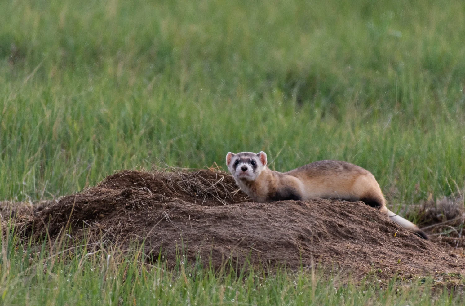 Rewilding the Prairie: A Conversation With Aaron Facka on Black-Footed ...