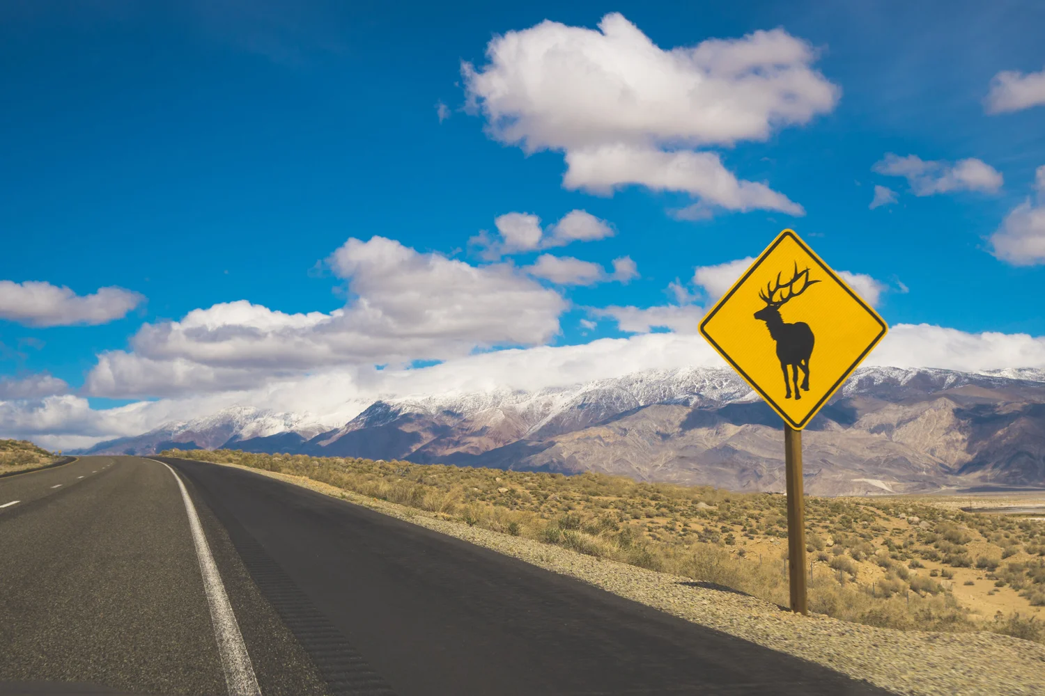 Safe Roads for Wildlife — Wildlands Network - Biodiversity Conservation ...