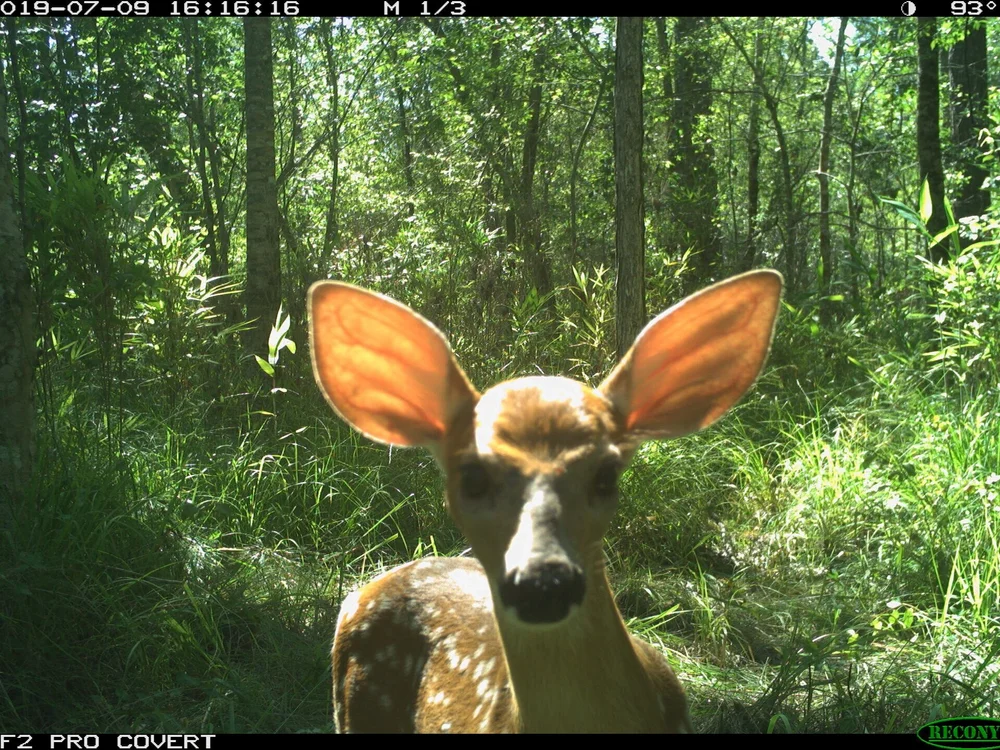Red Wolves — Wildlands Network - Biodiversity Conservation + Wildlife ...