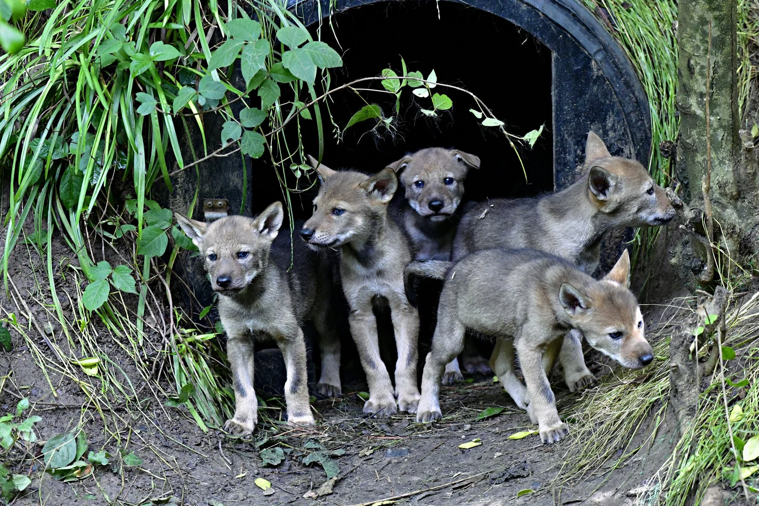 Federal Highway Administration Funds 16 New Wildlife Crossing Projects ...