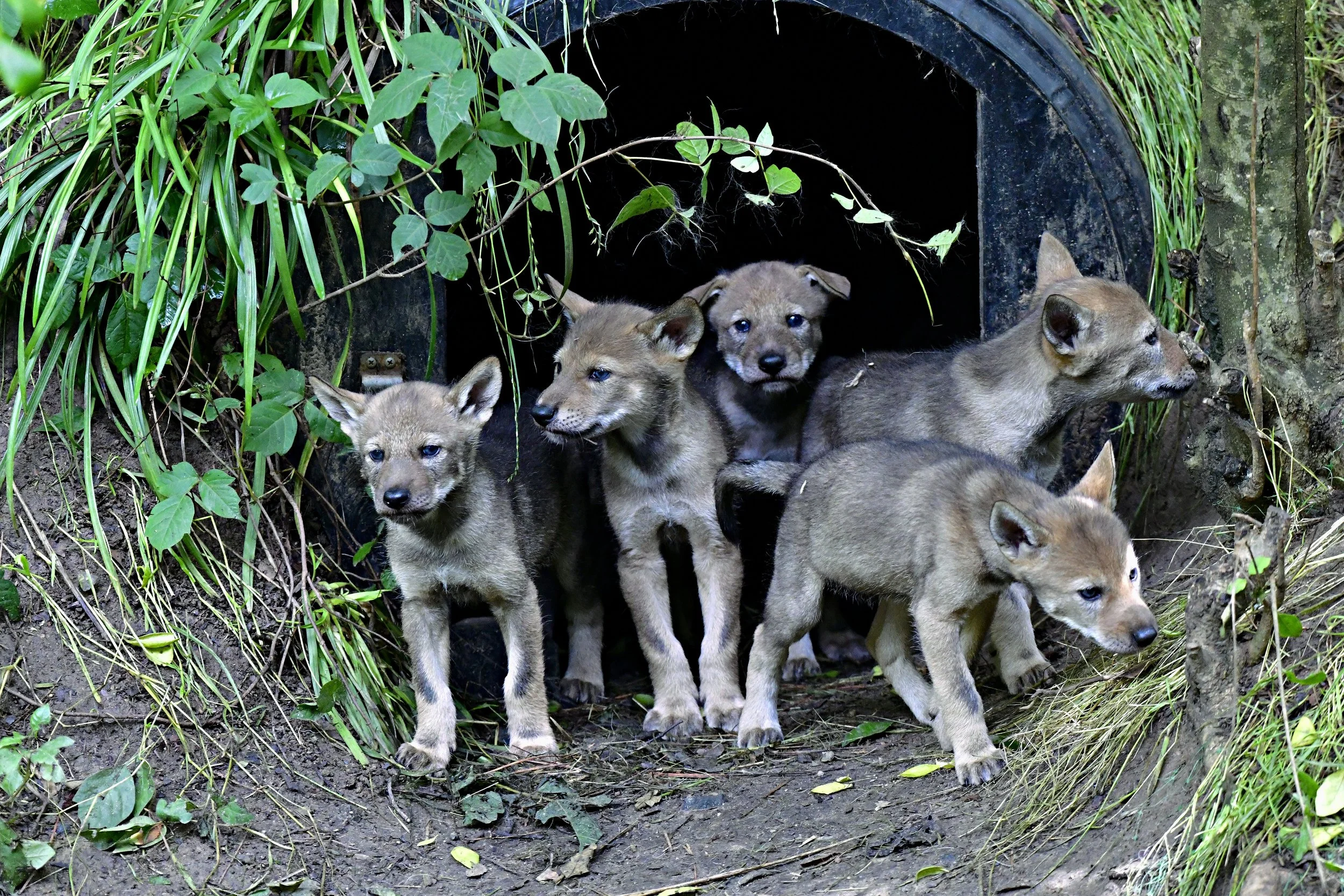 Federal Highway Administration Funds 16 New Wildlife Crossing Projects ...