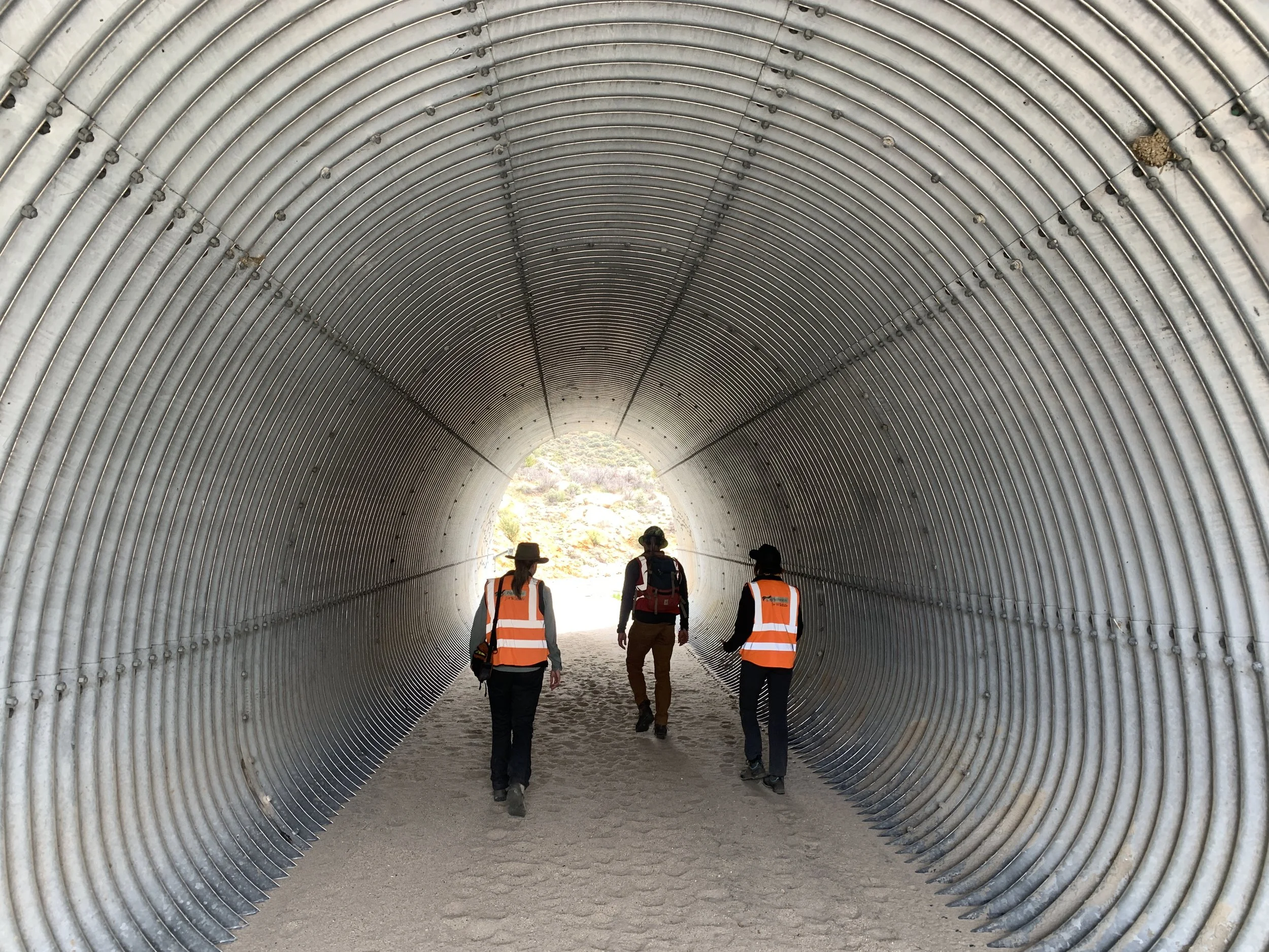 Wildlife Crossings Campaign — Wildlands Network - Biodiversity ...