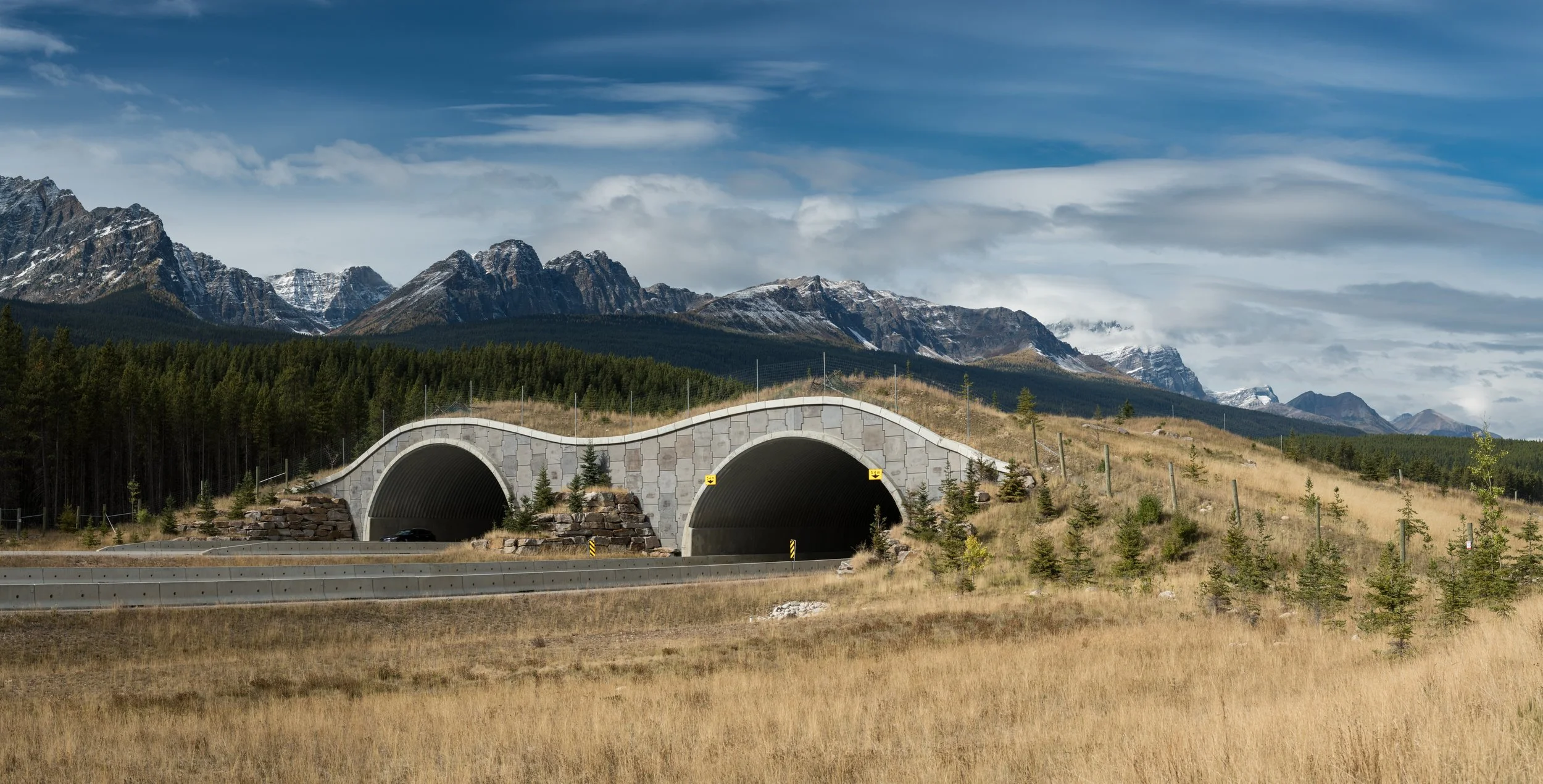 Wildlife Crossings Campaign — Wildlands Network - Biodiversity ...
