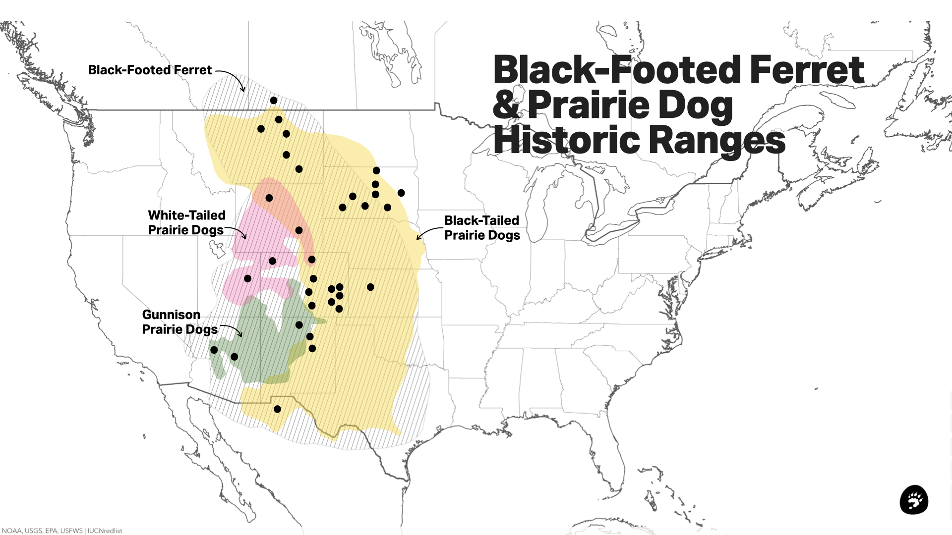 Rewilding the Prairie: A Conversation With Aaron Facka on Black-Footed ...