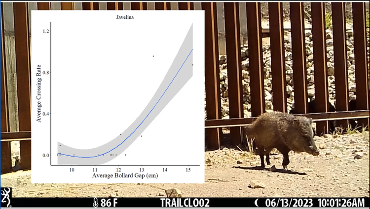New Study Reveals an 86% Reduction in Wildlife Crossings at the Border ...
