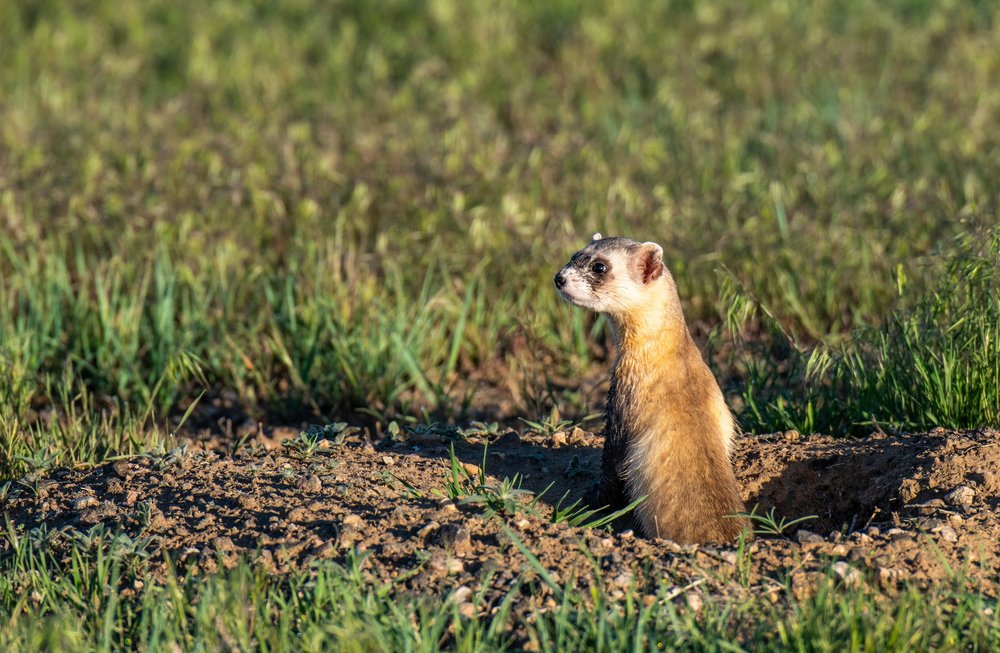 Rewilding the Prairie: A Conversation With Aaron Facka on Black-Footed ...