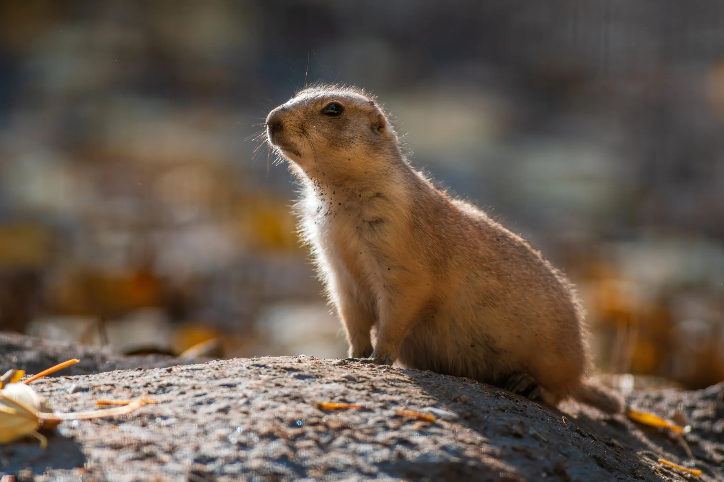 Wildlife + Solar Energy — Wildlands Network - Biodiversity Conservation ...