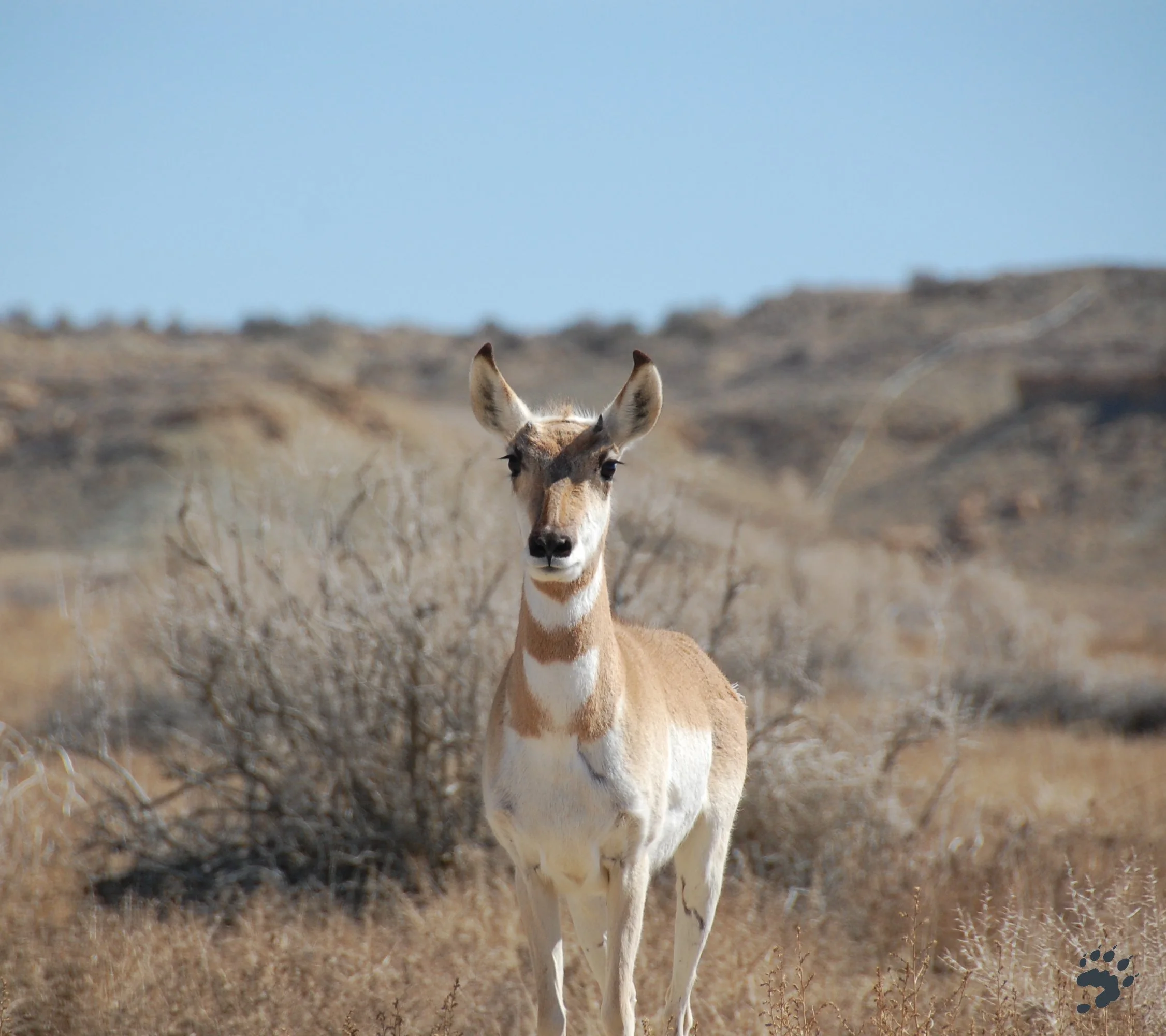 The Chase: Collaring Pronghorns in the Four Corners — Wildlands Network ...