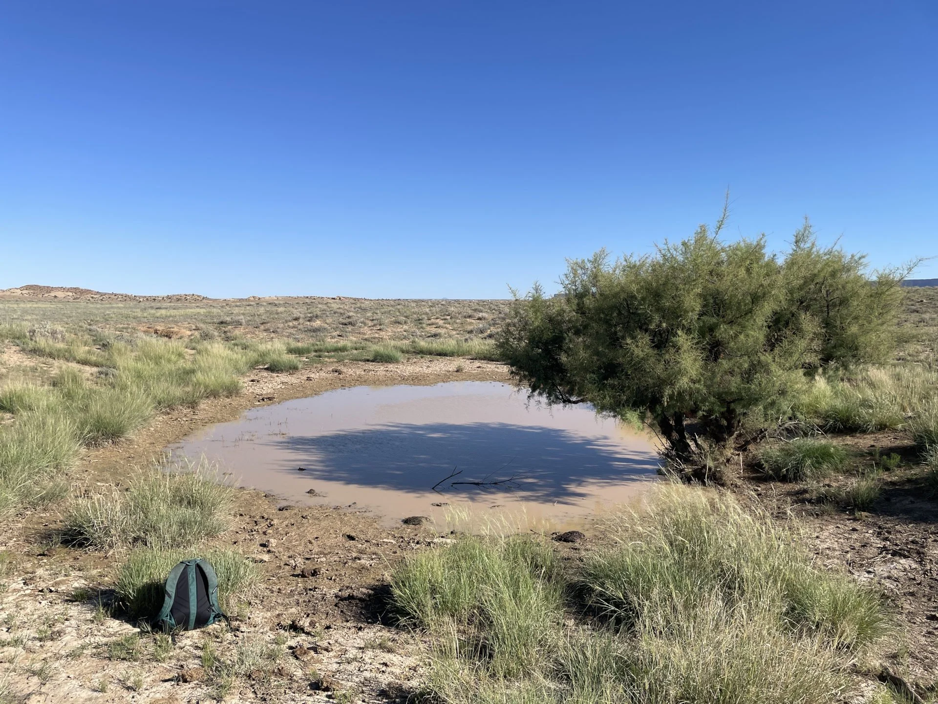 How Does Water Interact With Solar Development to Affect Wildlife ...