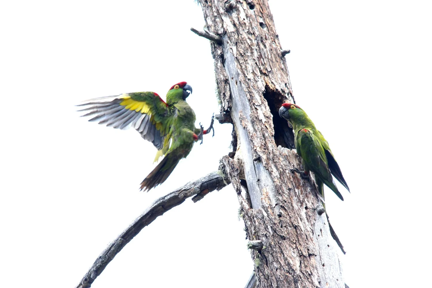 Frontline Heroes: Defending the Endangered Thick-Billed Parrot From ...