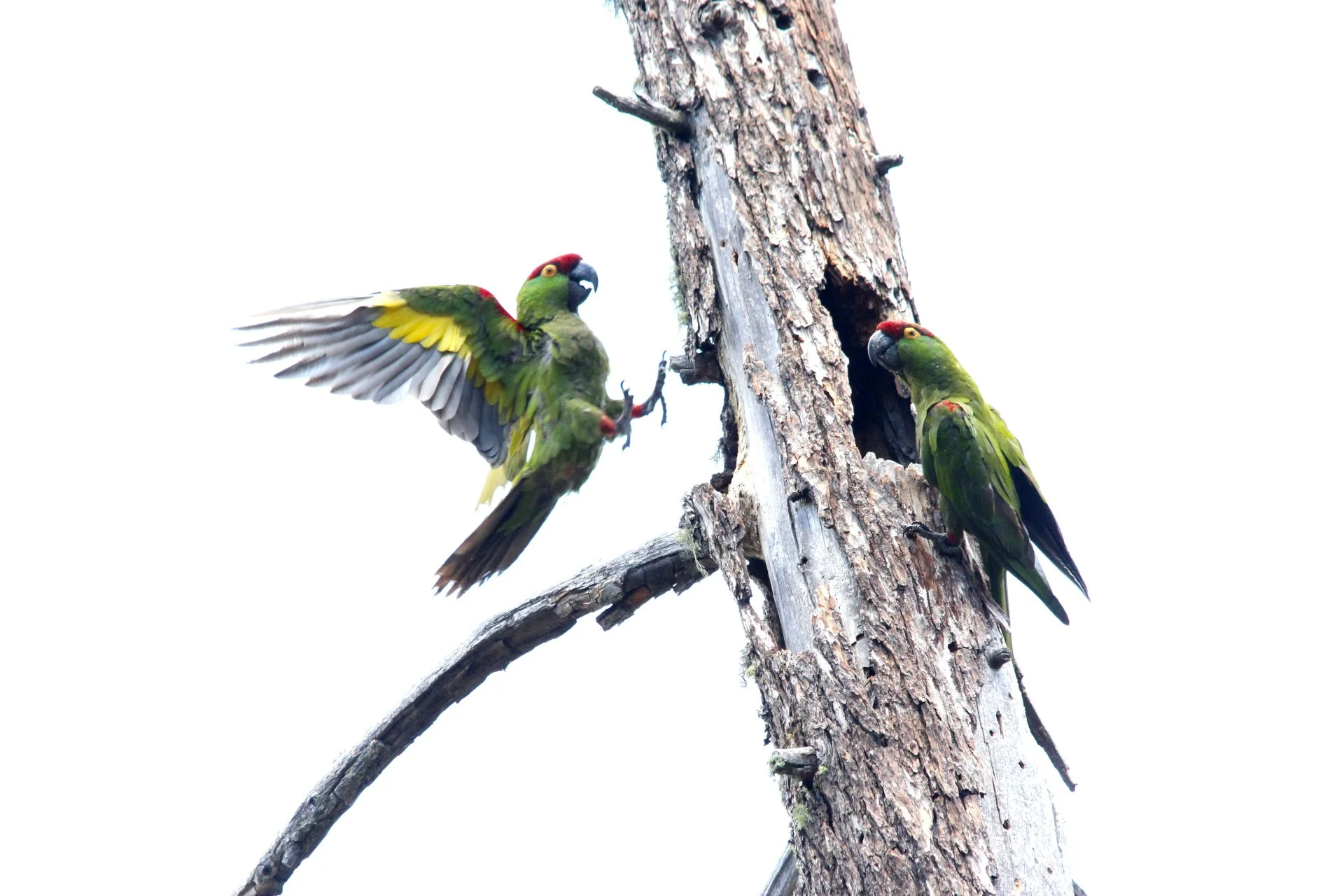 Frontline Heroes: Defending the Endangered Thick-Billed Parrot From ...
