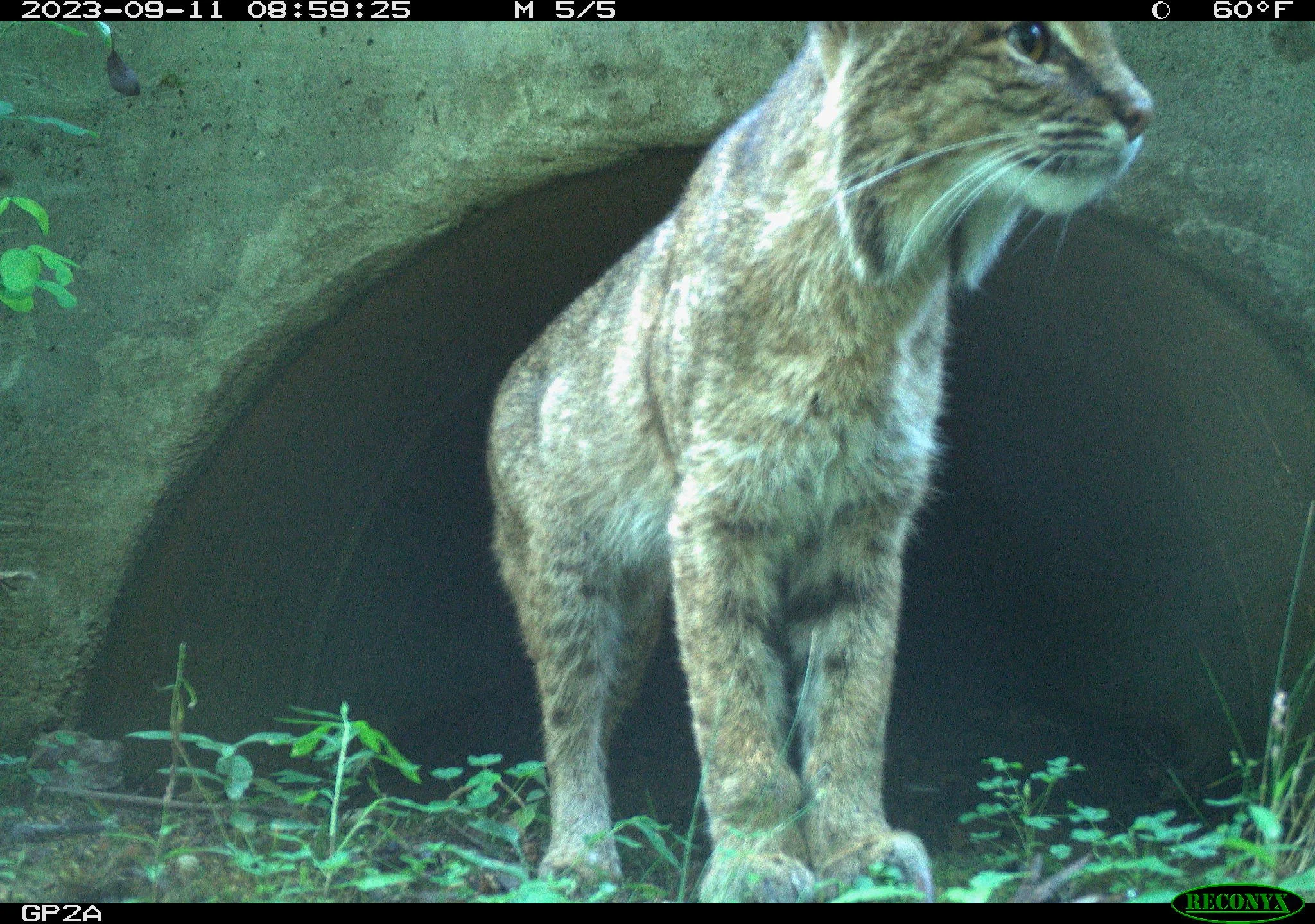 Wildlife Crossings Campaign — Wildlands Network - Biodiversity ...