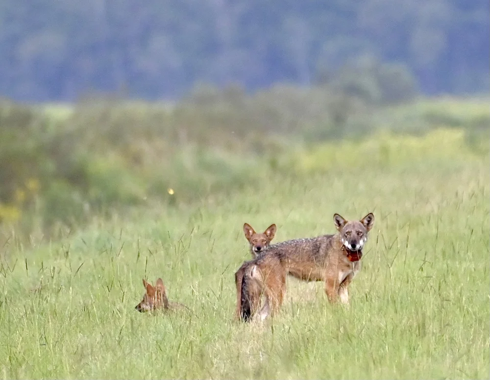 A Call for Crossings: The High Toll for Red Wolves — Wildlands Network ...