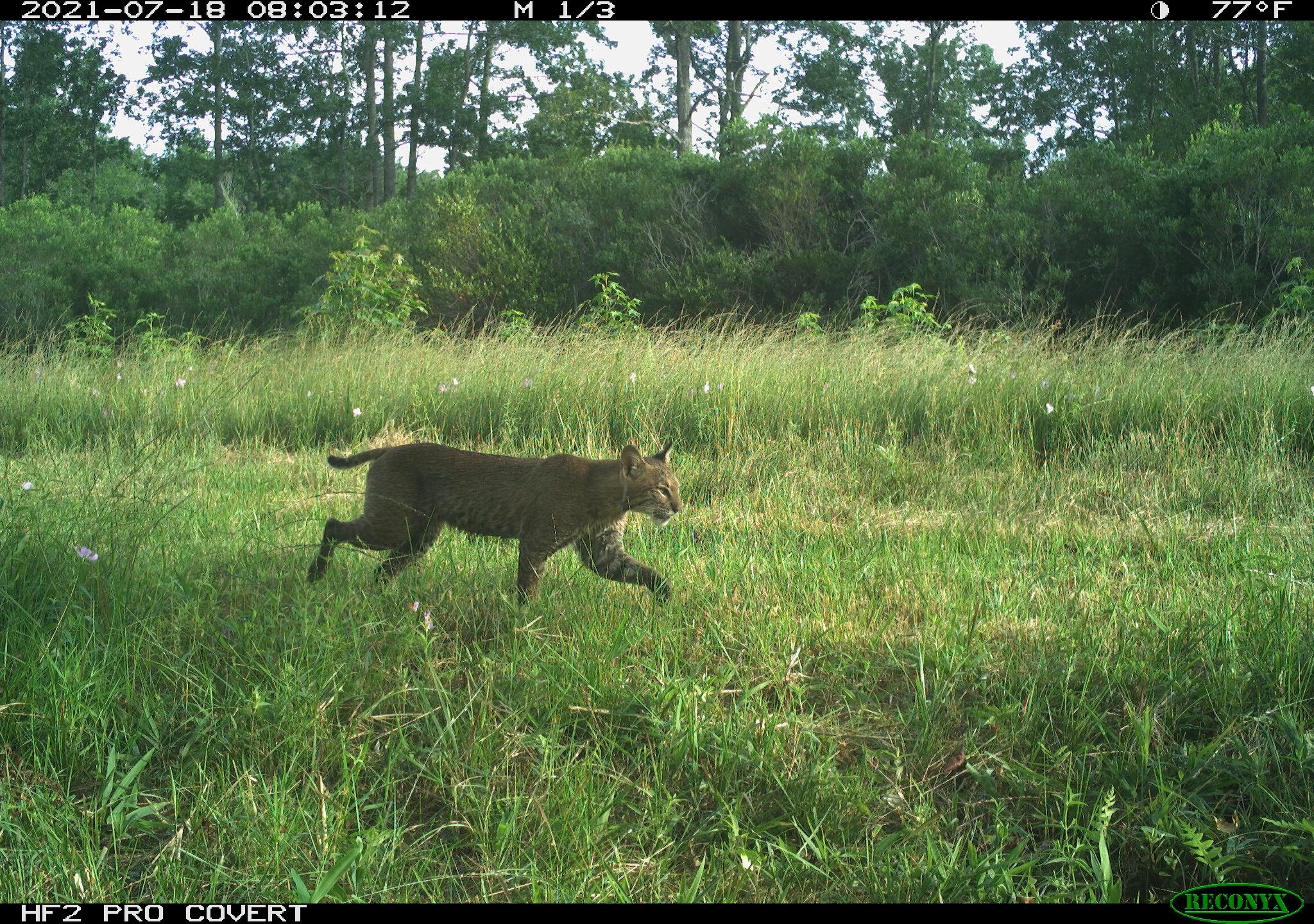 Part Two: Results in the Red Wolf Ecosystem — Wildlands Network ...