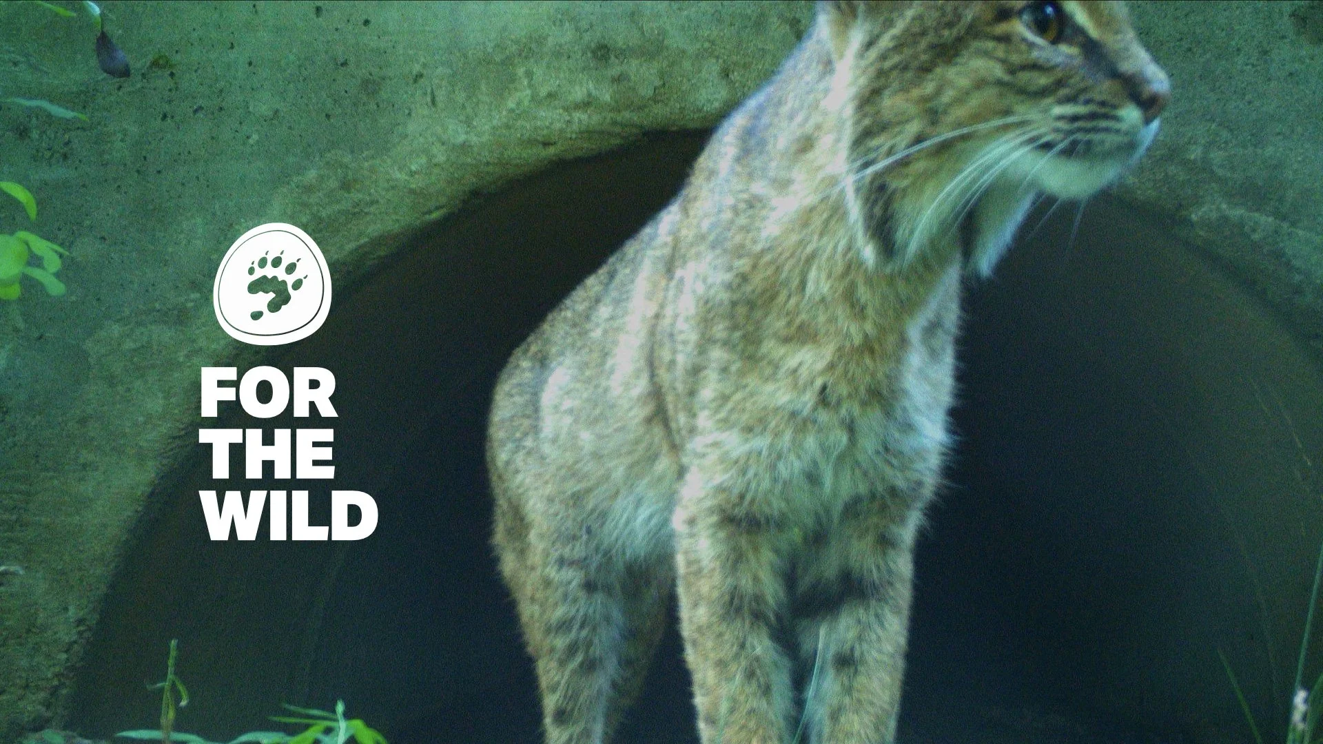 A Step in Our Evolution: Wildlands Network’s Refreshed Logo — Wildlands ...