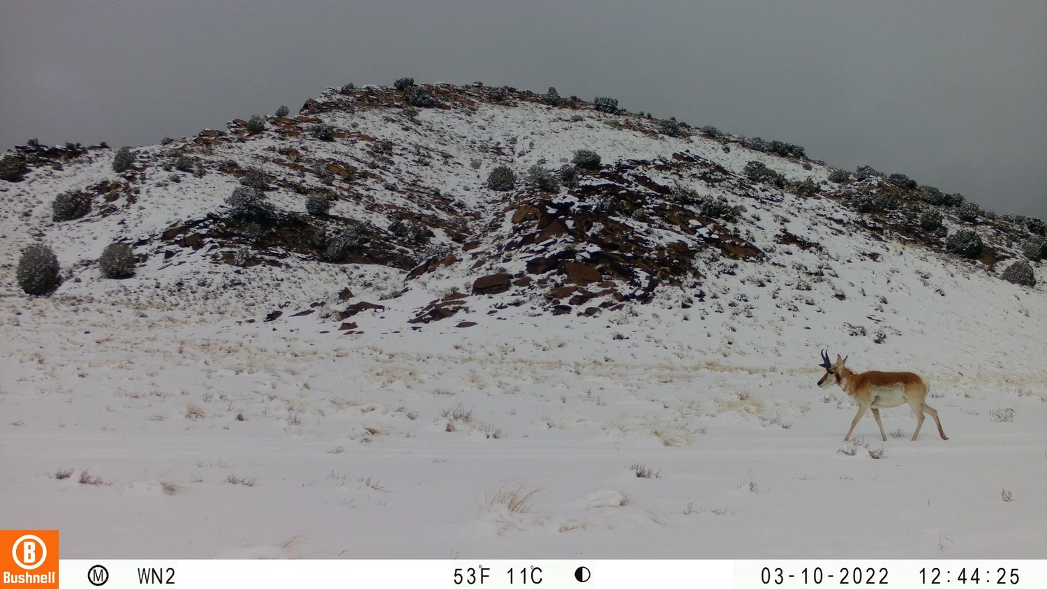 Wildlife + Solar Energy — Wildlands Network - Biodiversity Conservation ...