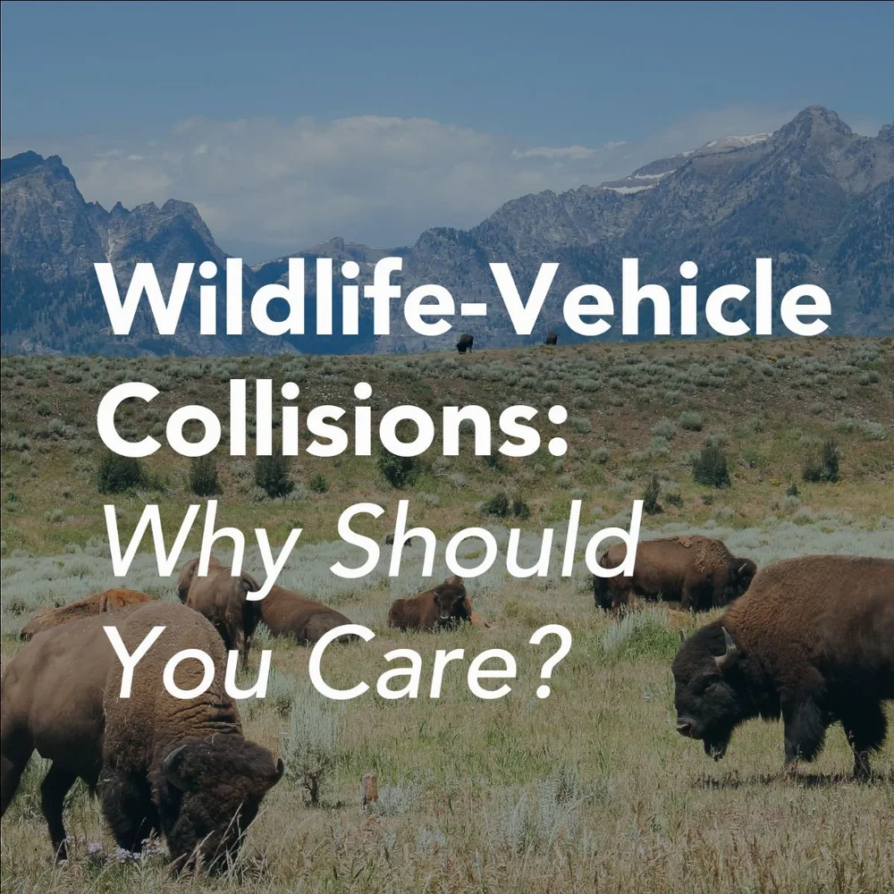 Wildlands Network Wraps Up First Webinar Series to Demystify Wildlife ...