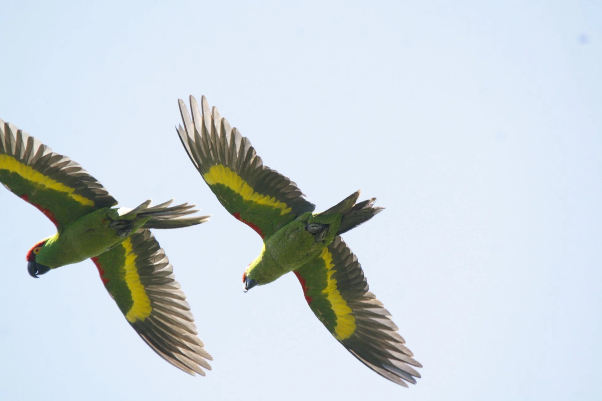 Frontline Heroes: Defending the Endangered Thick-Billed Parrot From ...