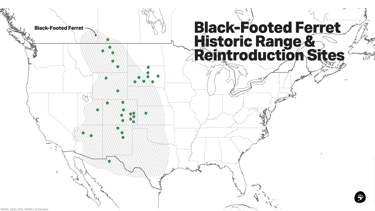 Rewilding the Prairie: A Conversation With Aaron Facka on Black-Footed ...