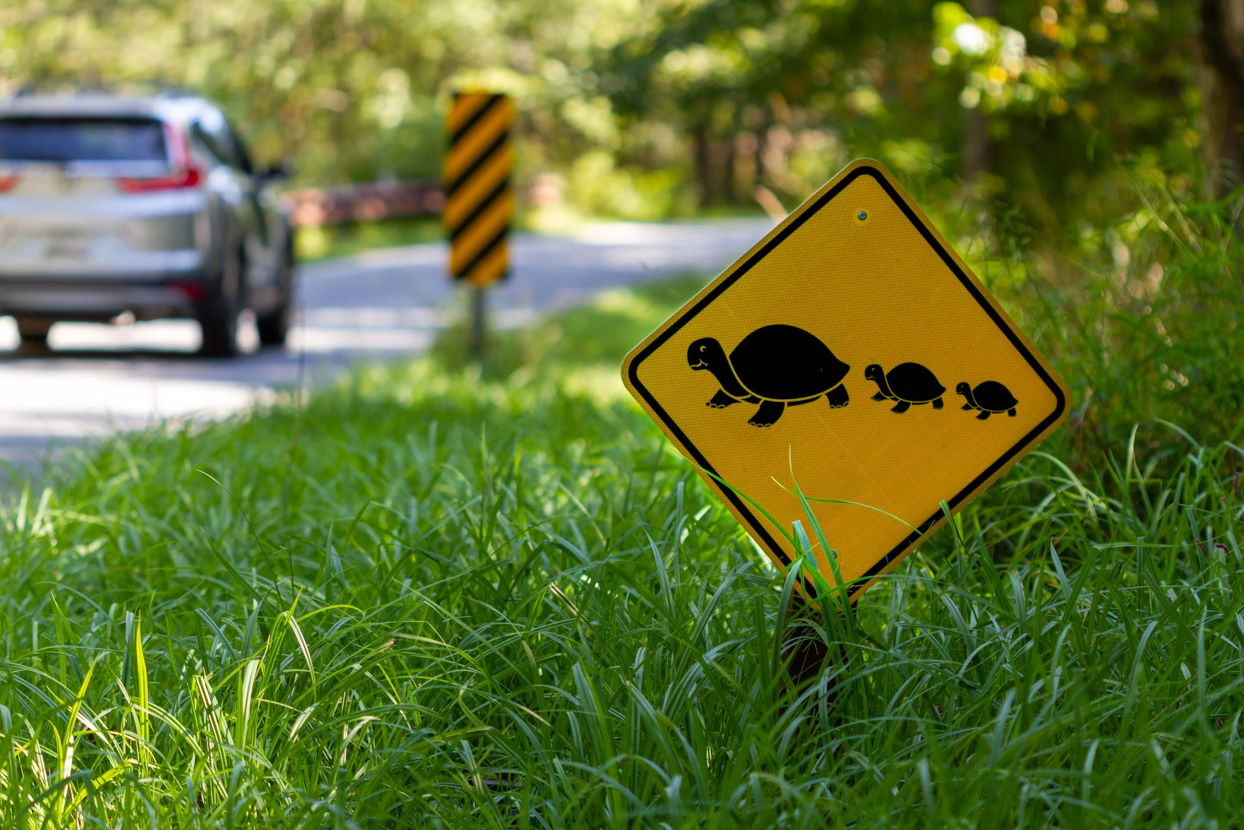 Wildlife Crossings Campaign — Wildlands Network - Biodiversity ...