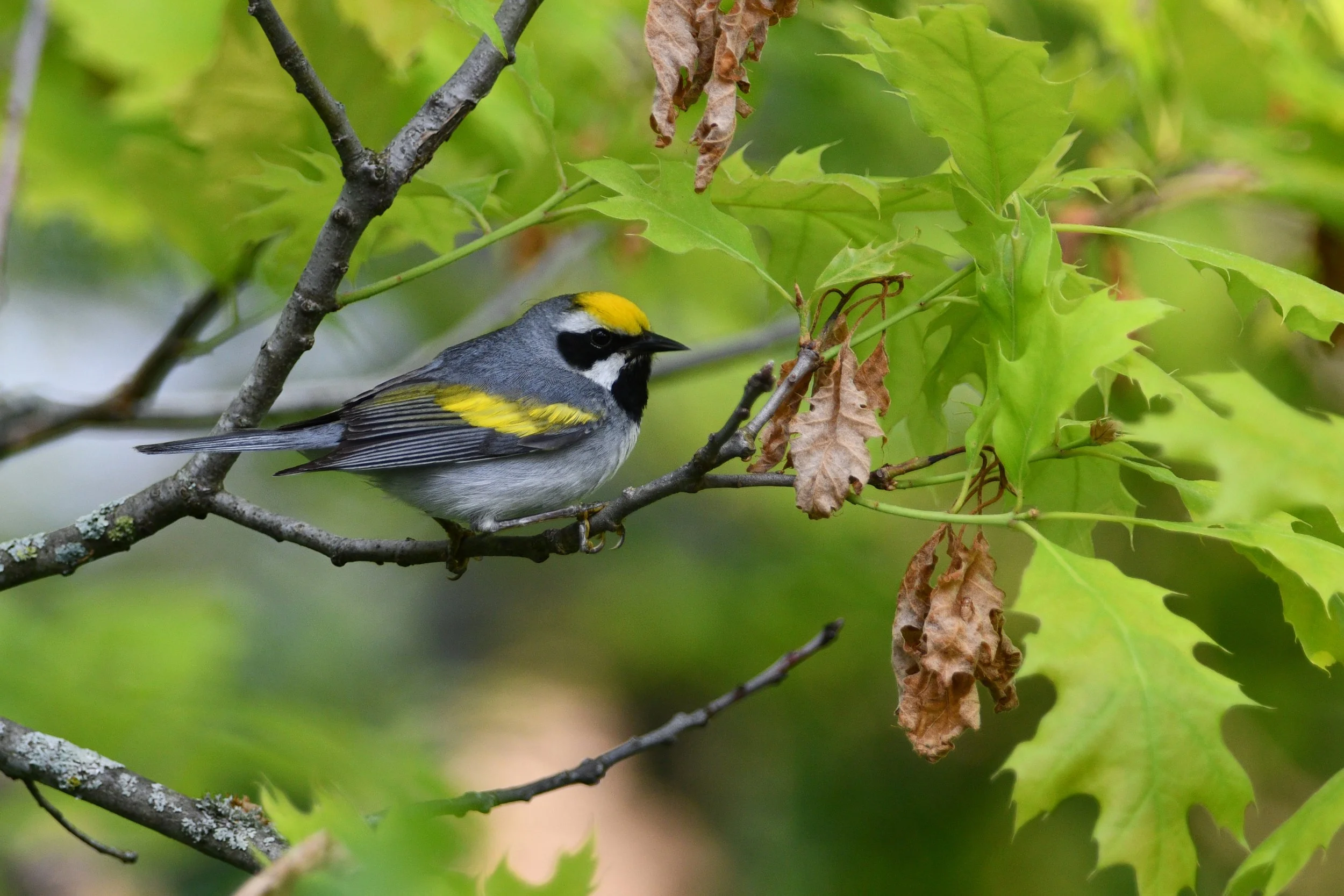 West Virginia Bird's Storymap — Wildlands Network - Biodiversity ...