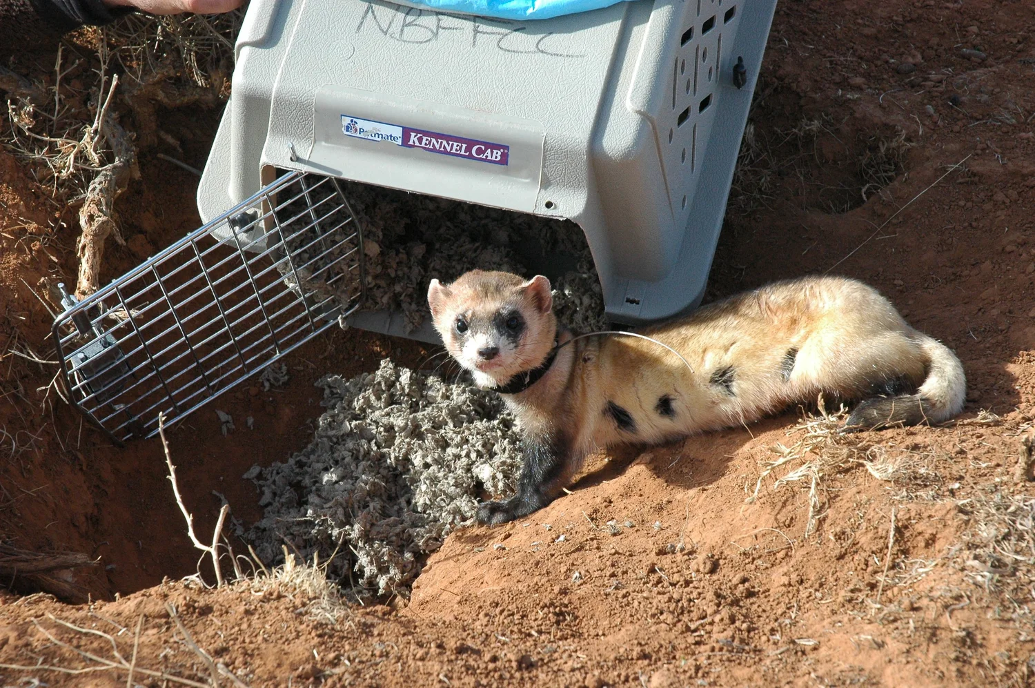 Rewilding the Prairie: A Conversation With Aaron Facka on Black-Footed ...
