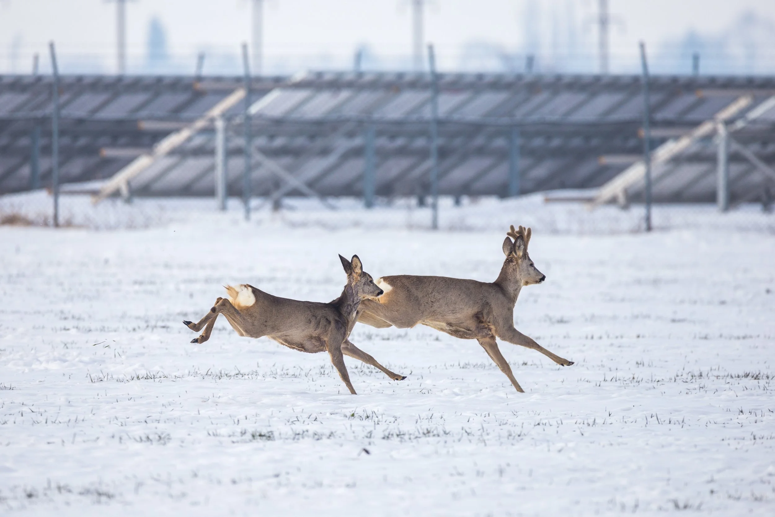 Where Clean Energy and Wildlife Restoration Converge — Wildlands ...