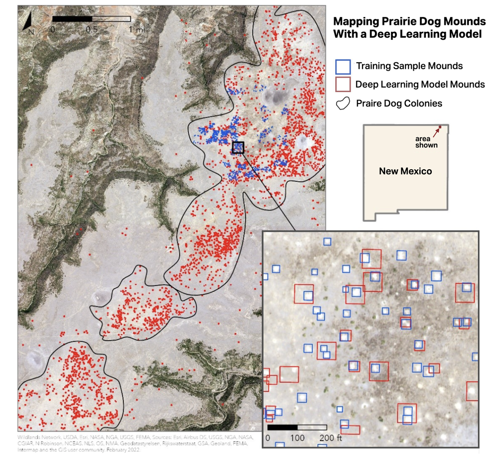 Rewilding the Prairie: A Conversation With Aaron Facka on Black-Footed ...