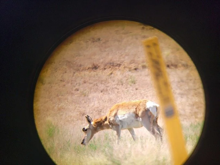 Wildlife + Solar Energy — Wildlands Network - Biodiversity Conservation ...