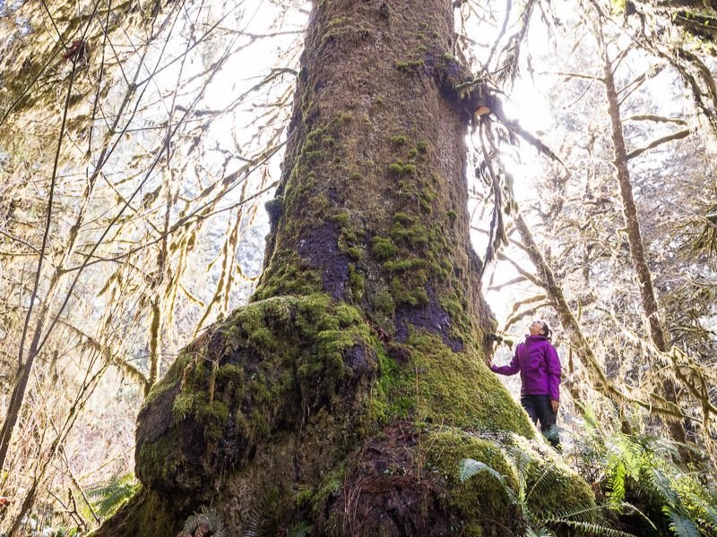 Old-Growth Forest Protection | Nature-Based Solutions Foundation ...