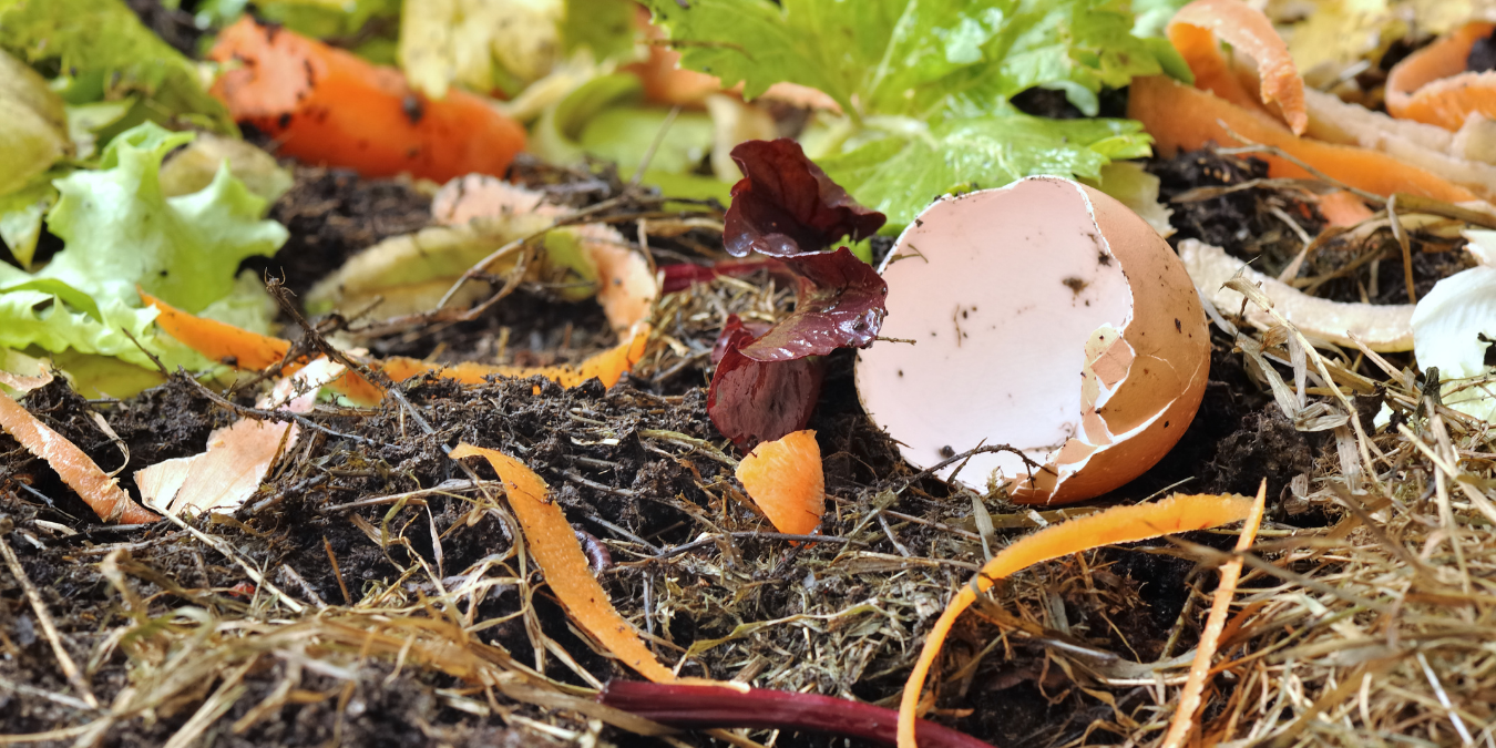 Compost Pile