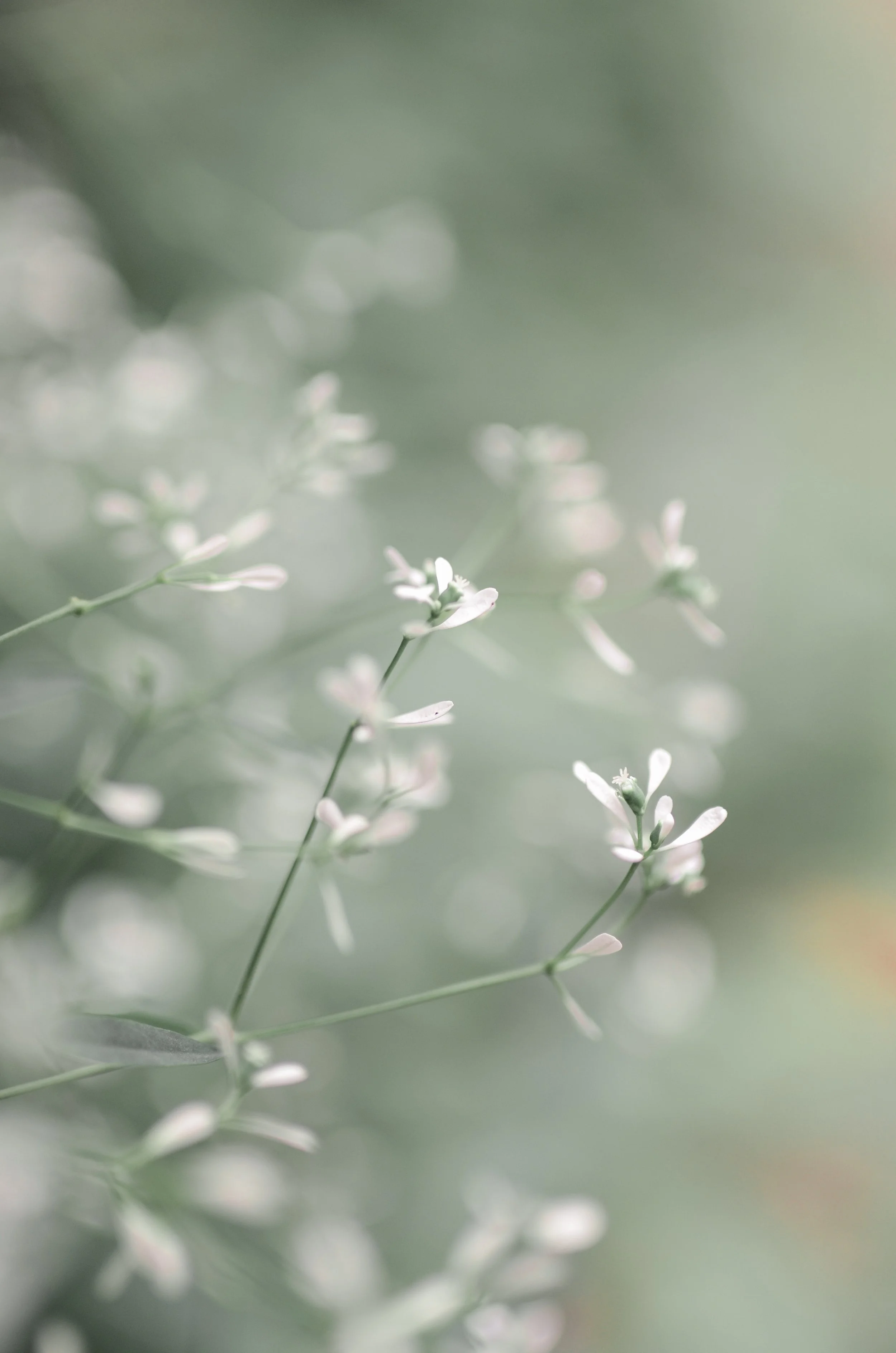 land acknowledgement background — Wayside Friends Church