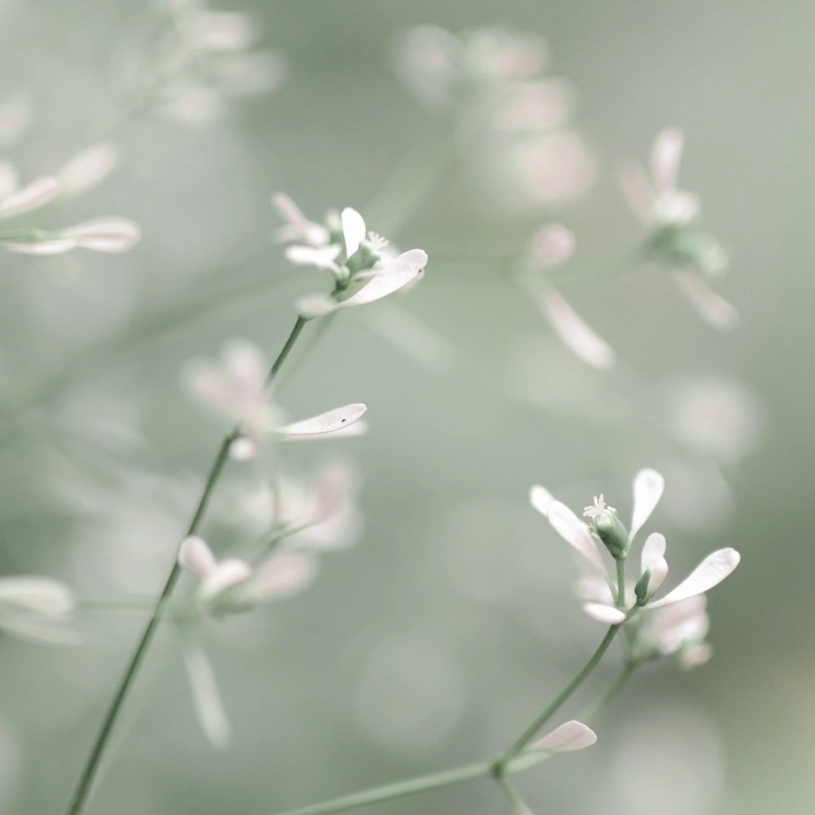 land acknowledgement background — Wayside Friends Church