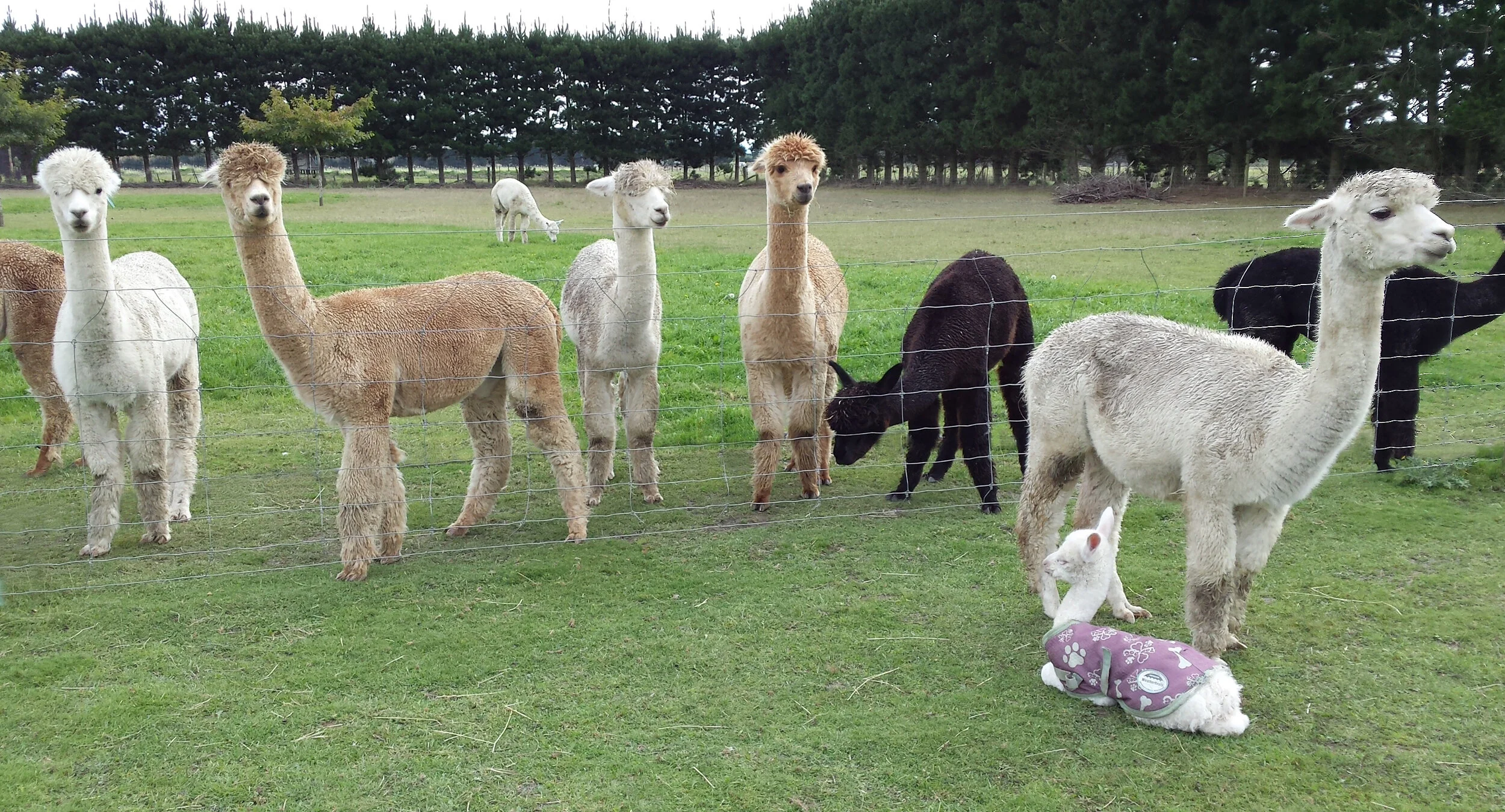 Stoney Meadows Alpacas