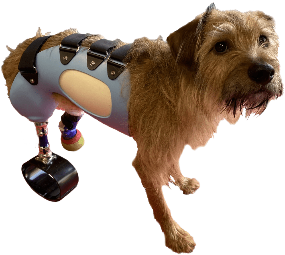 Expert custom dog braces and artificial limbs for CCL tears, arthritis ...