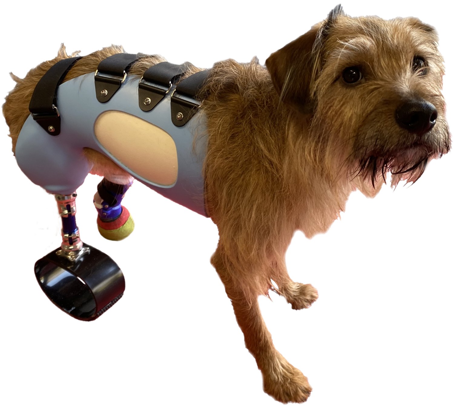 Expert custom dog braces and artificial limbs for CCL tears, arthritis ...