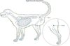 Dog Artificial Limb | Prosthetic | Canine Missing Limb — PawOpedic