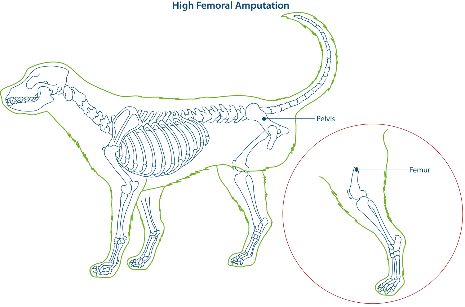 Dog Artificial Limb | Prosthetic | Canine Missing Limb — PawOpedic