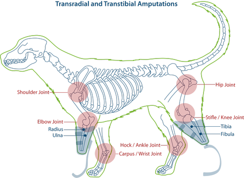 Dog Artificial Limb | Prosthetic | Canine Missing Limb — PawOpedic