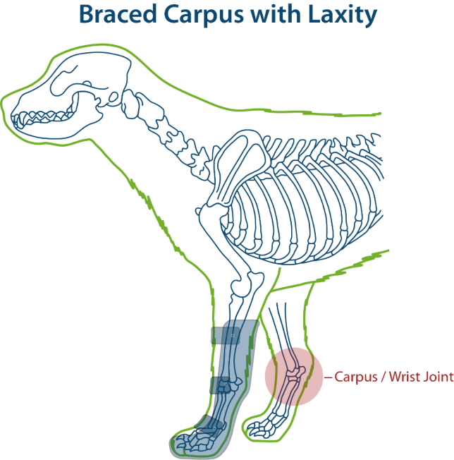 Best Carpal Brace for Dogs | Custom Dog Wrist Brace for Carpal ...
