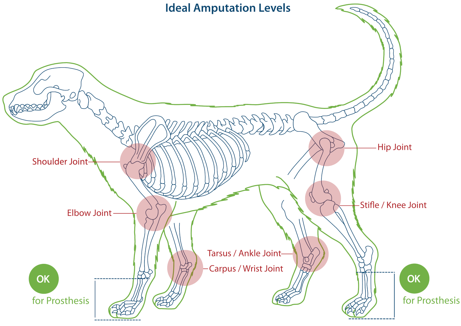 Dog Artificial Limb | Prosthetic | Canine Missing Limb — PawOpedic