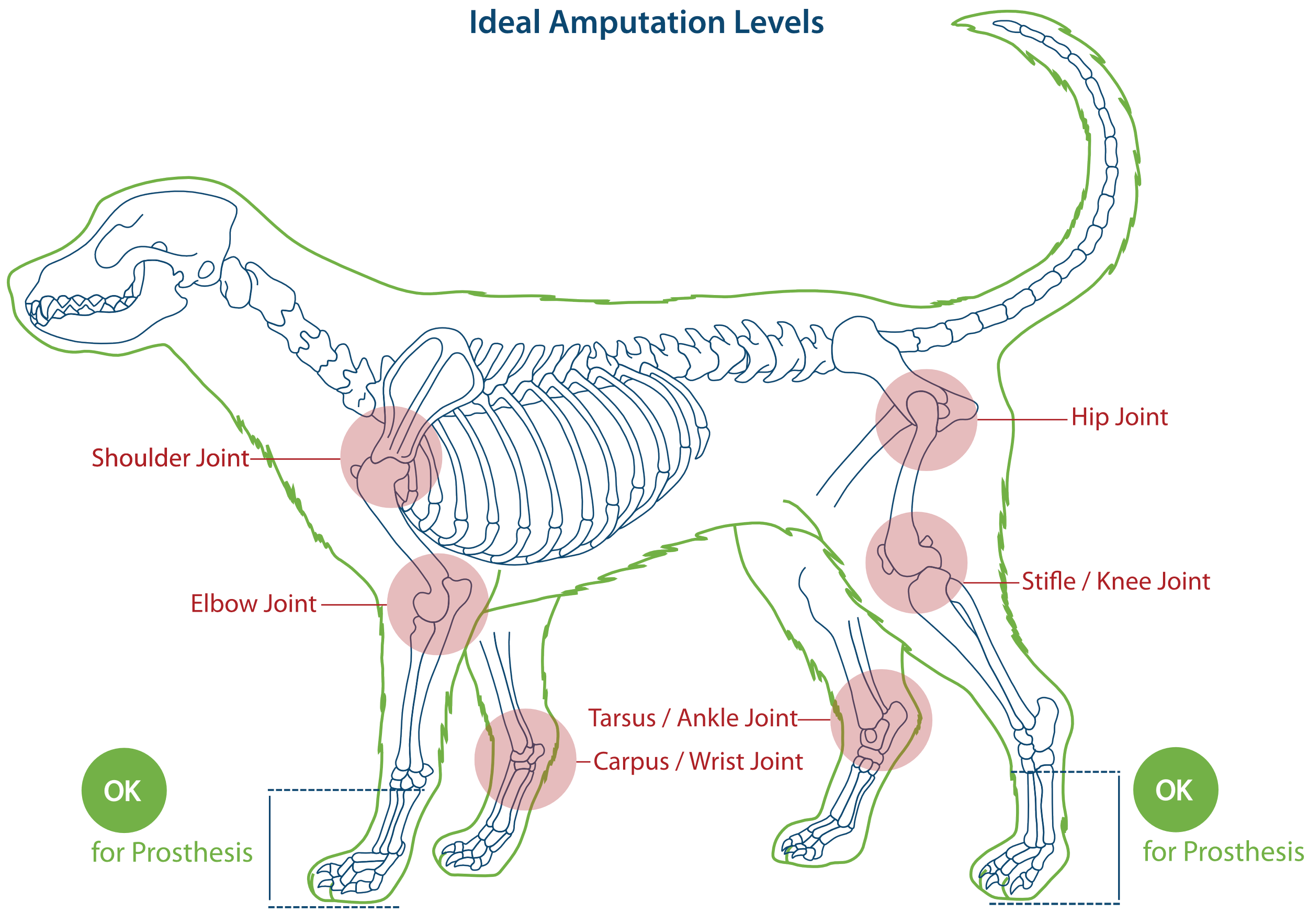 Dog Artificial Limb | Prosthetic | Canine Missing Limb — PawOpedic