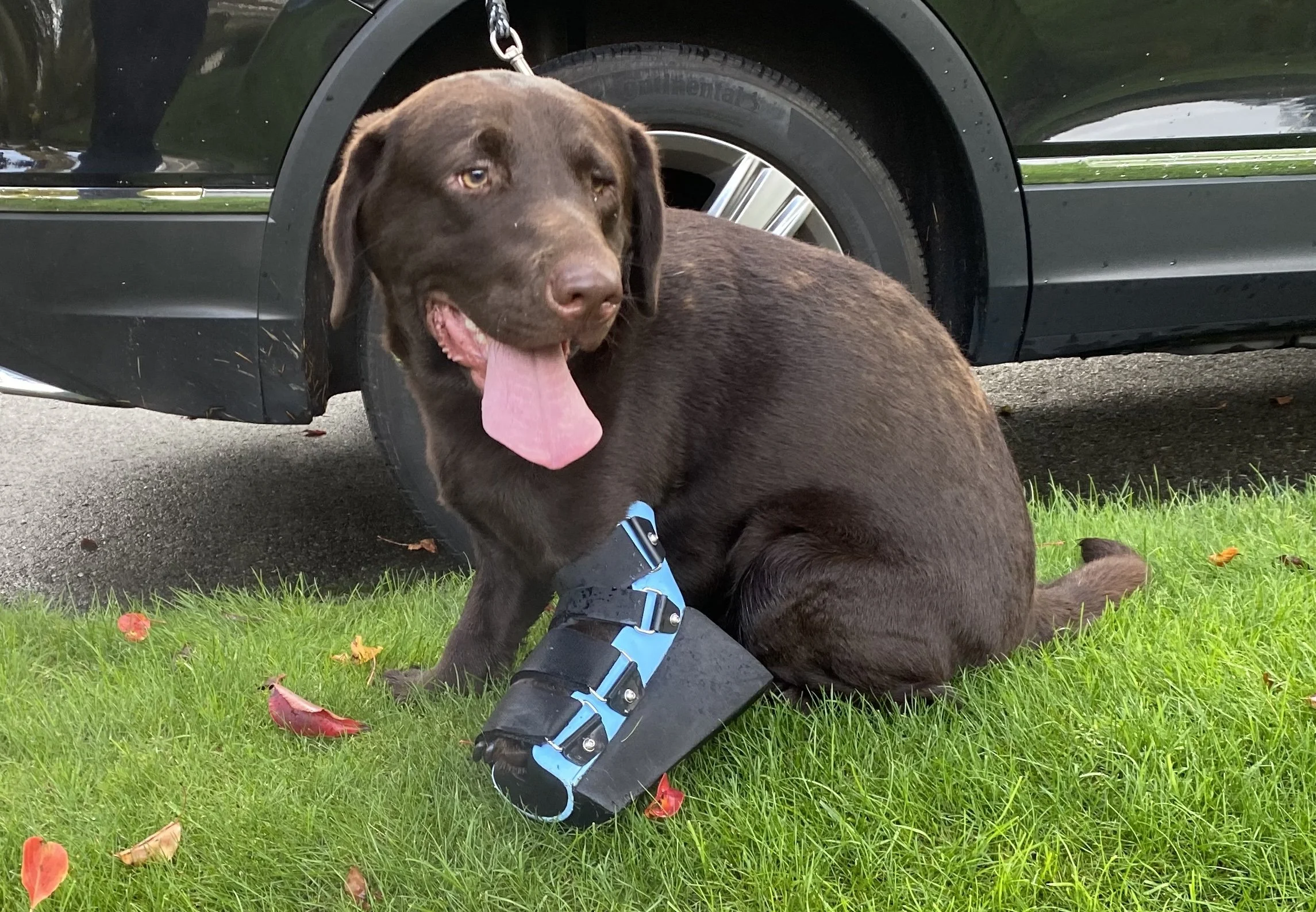 Picture Gallery | Custom Dog Support Braces & Artificial Limbs ...