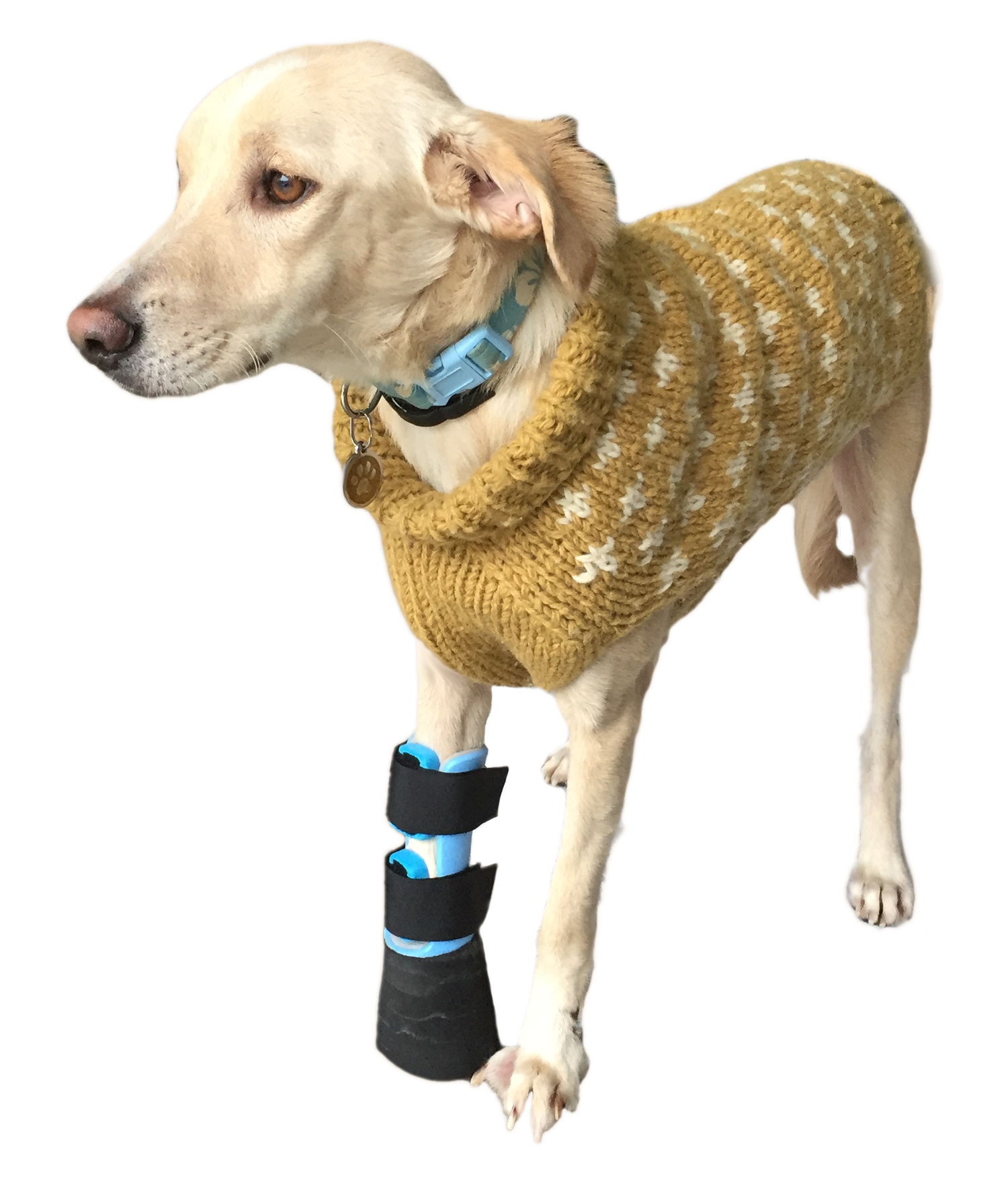 Expert custom dog braces and artificial limbs for CCL tears, arthritis ...