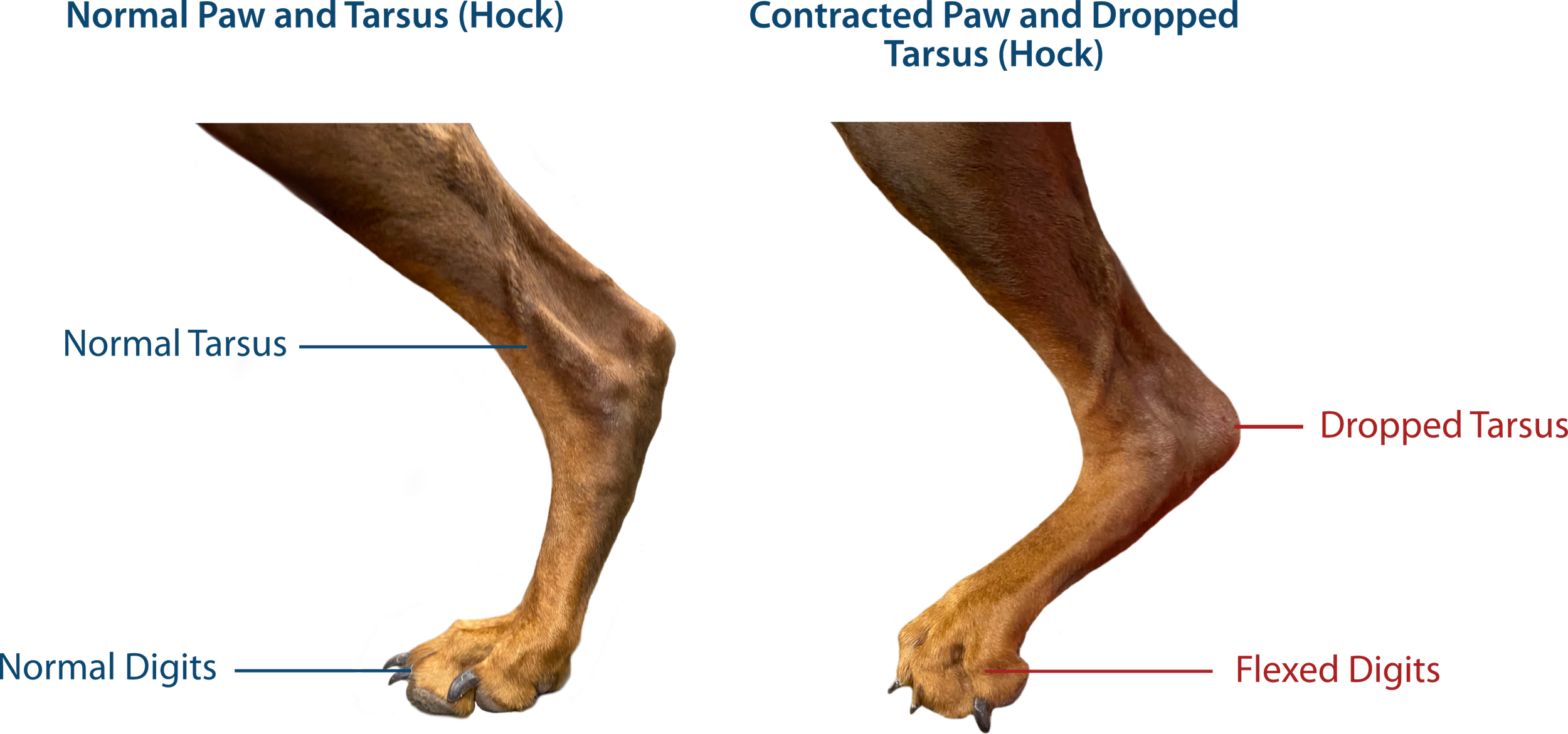 Dog Achilles Tendon Injury | Canine Hock | Support Brace — PawOpedic