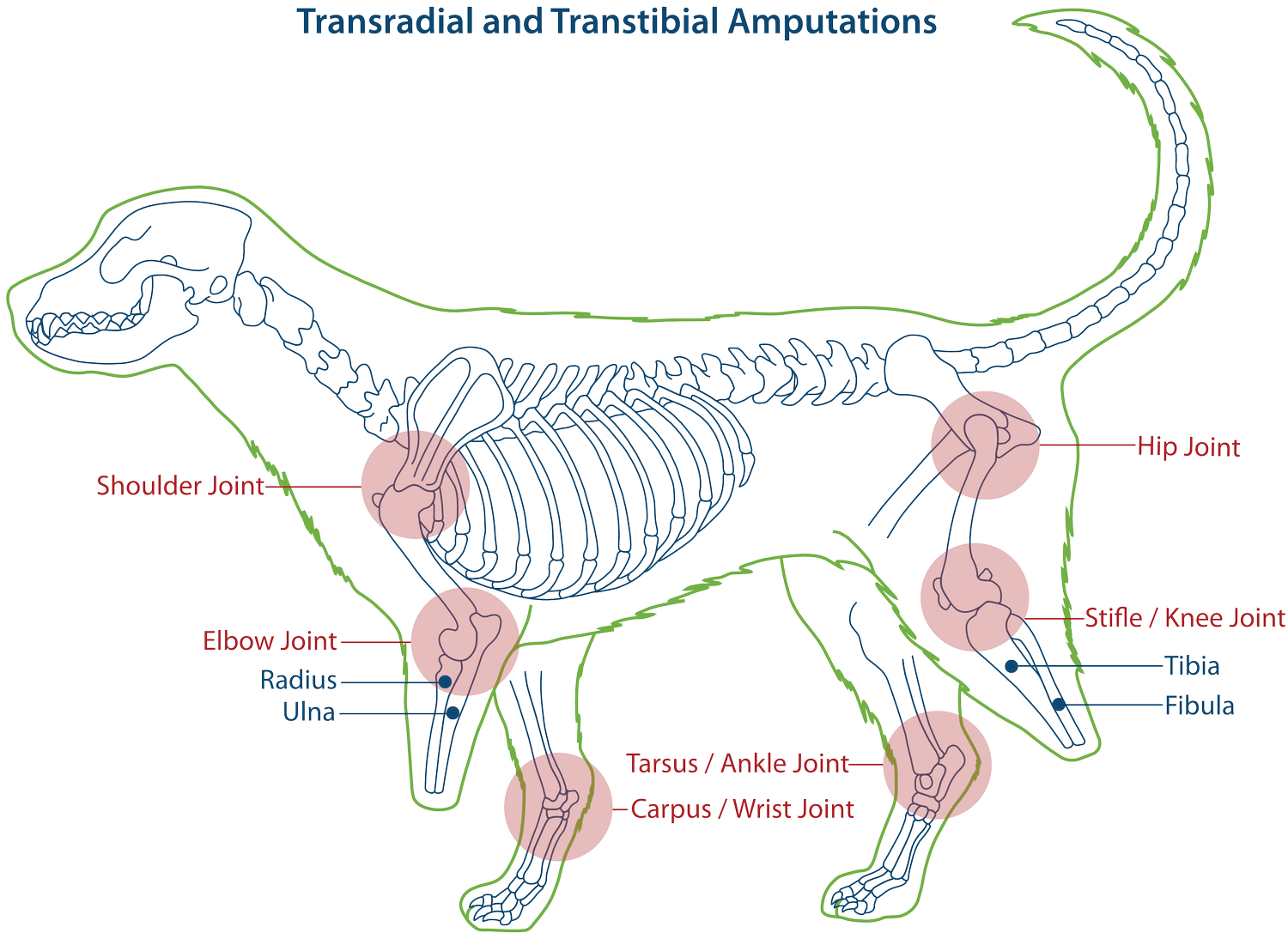 Dog Artificial Limb | Prosthetic | Canine Missing Limb — PawOpedic