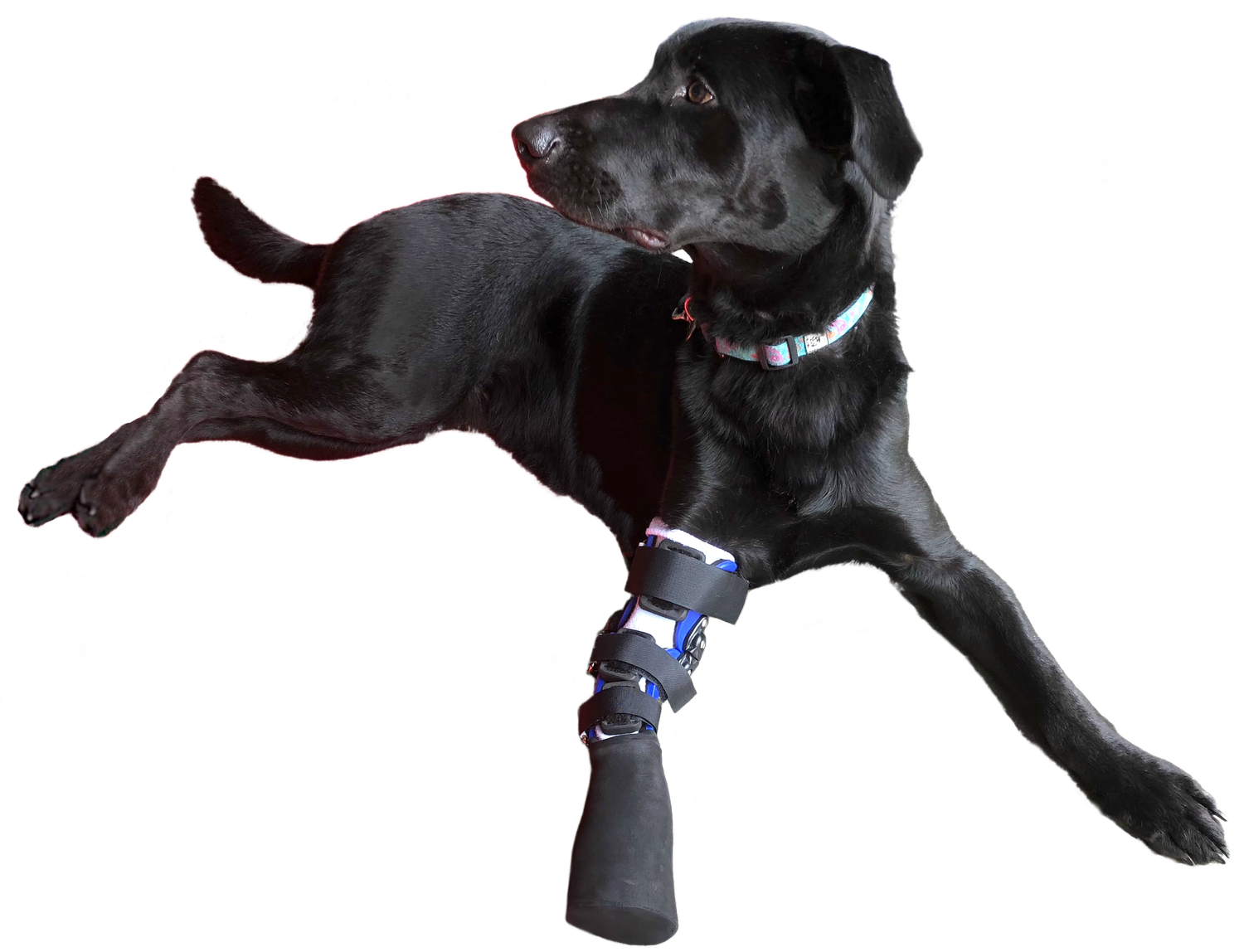 Products | Custom Dog Support Braces & Artificial Limbs / Prosthetics ...