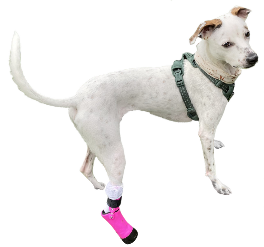 Expert custom dog braces and artificial limbs for CCL tears, arthritis ...