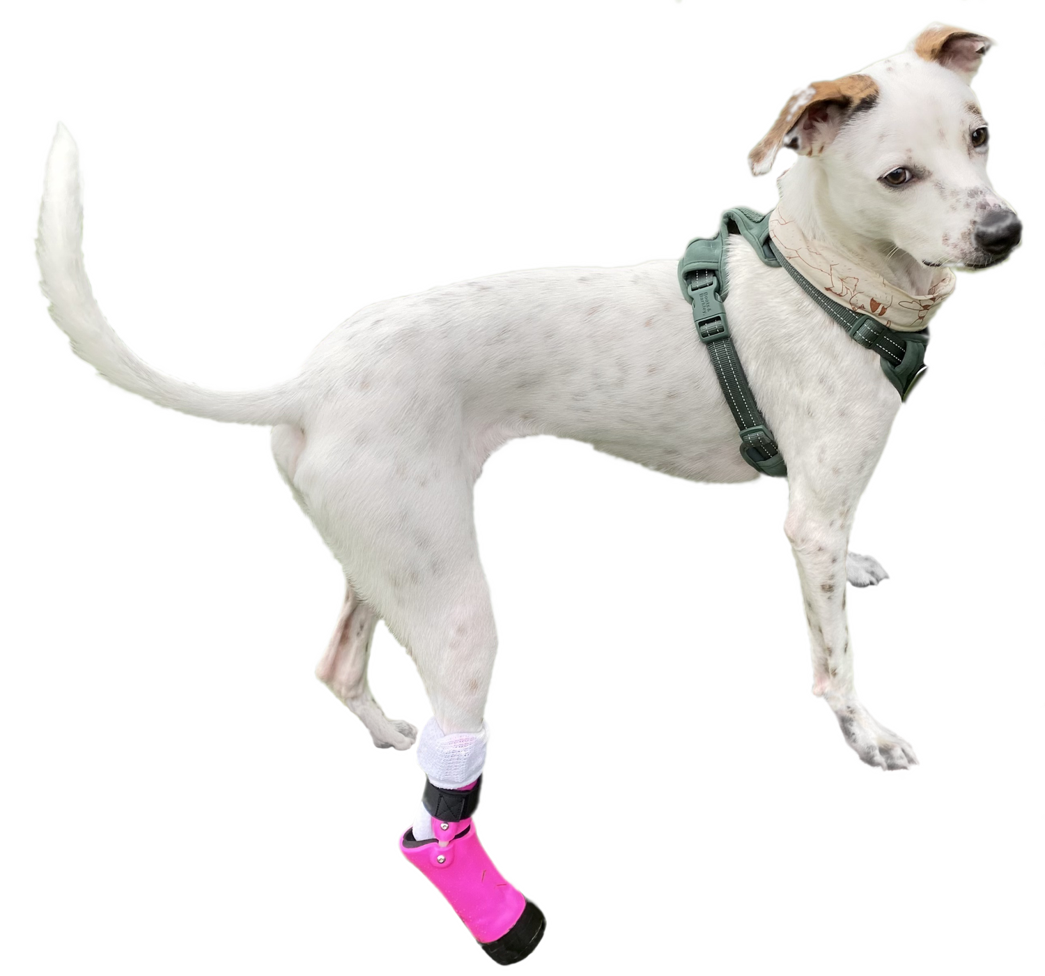 Expert custom dog braces and artificial limbs for CCL tears, arthritis ...