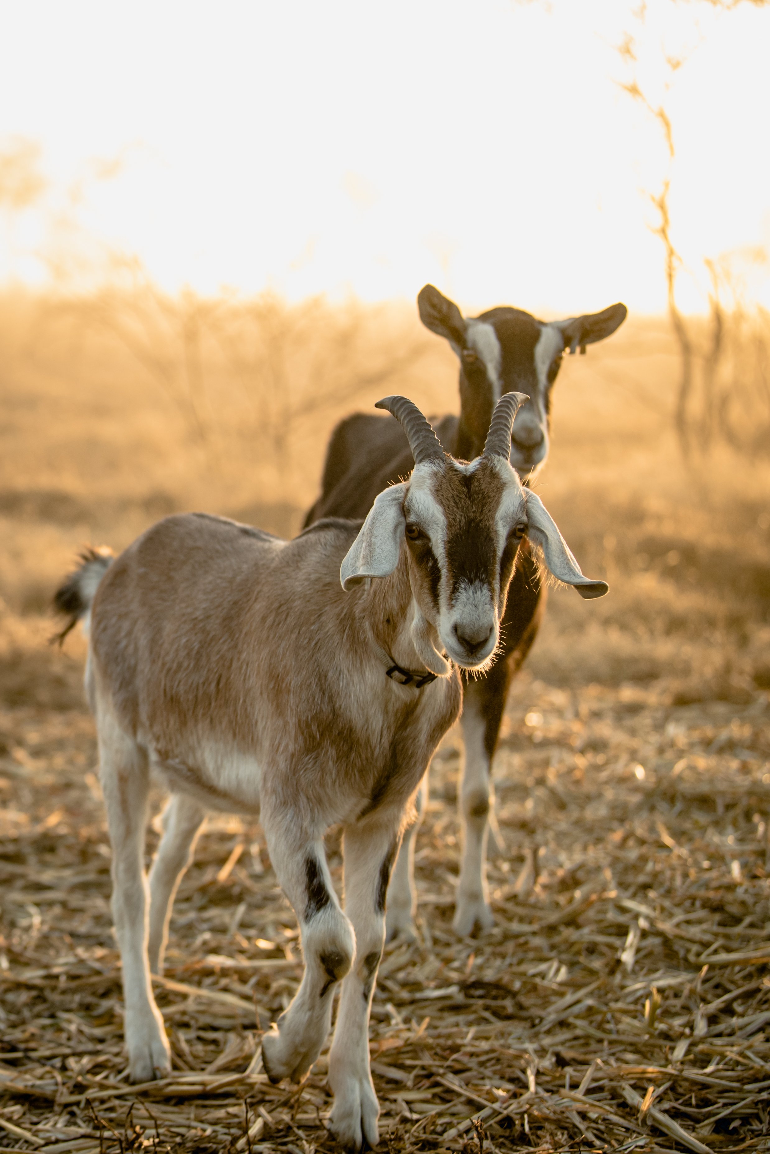 Our Goats — Peak View Farm